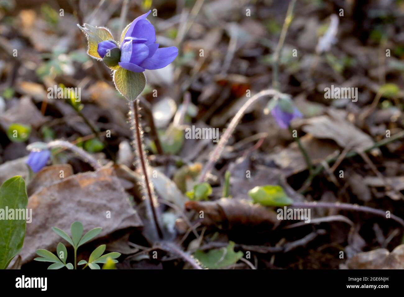 Anemone hepatica, Liver-Leaf Hepatica, Ranunculaceae. Wild plant shot ...