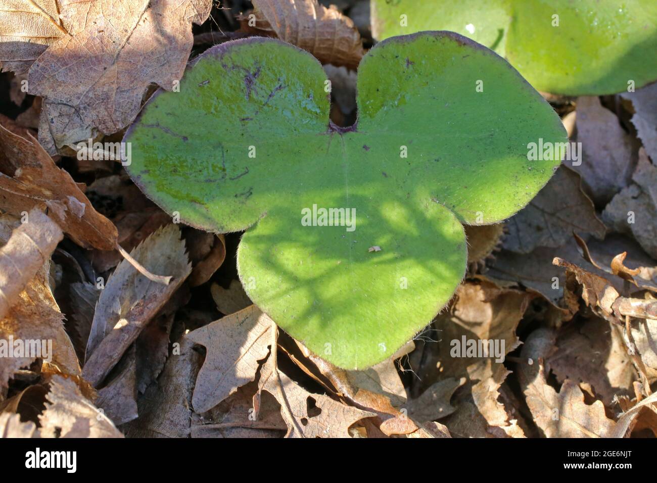 Anemone hepatica, Liver-Leaf Hepatica, Ranunculaceae. Wild plant shot ...