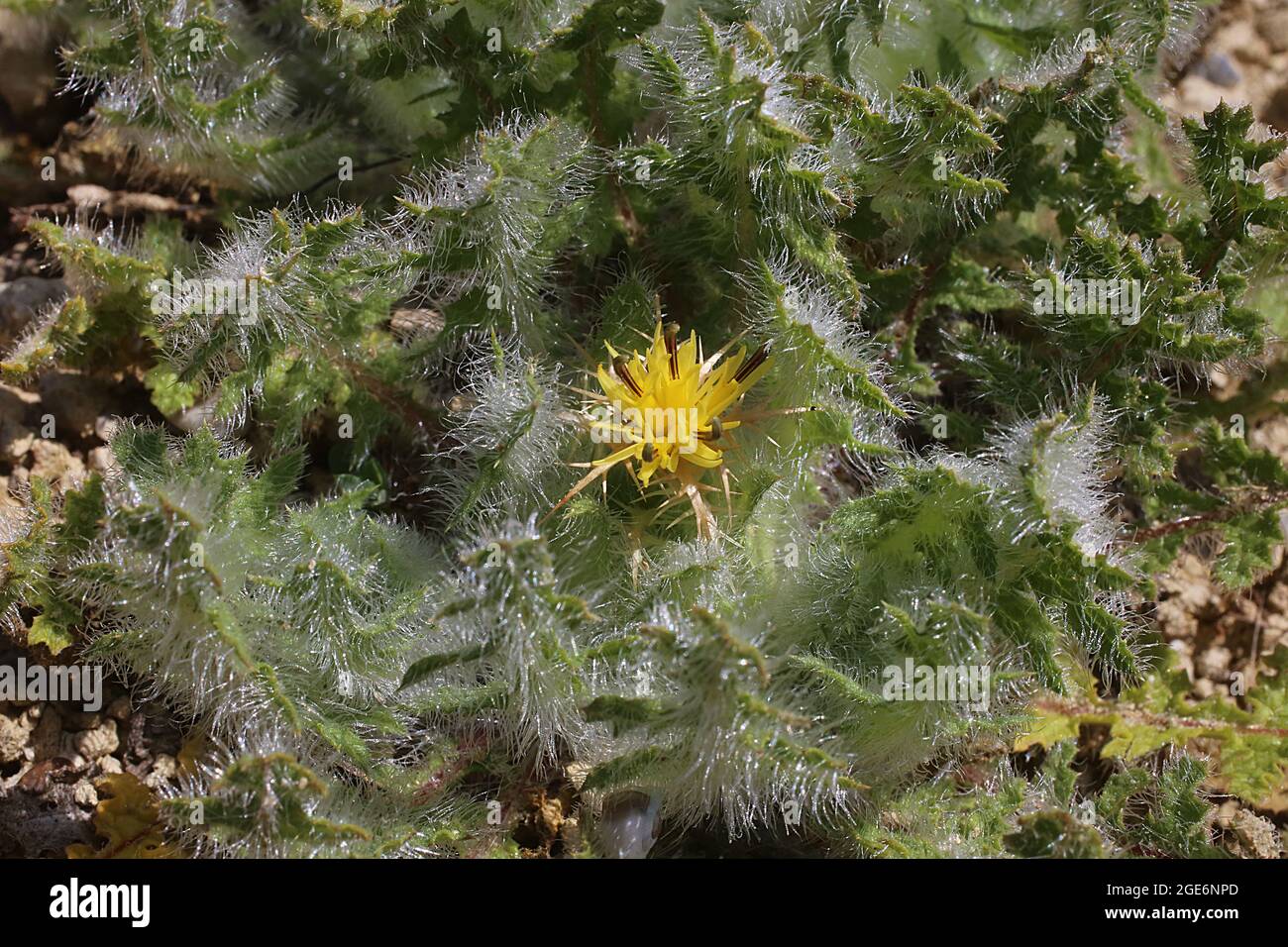 Centaurea benedicta hi-res stock photography and images - Alamy