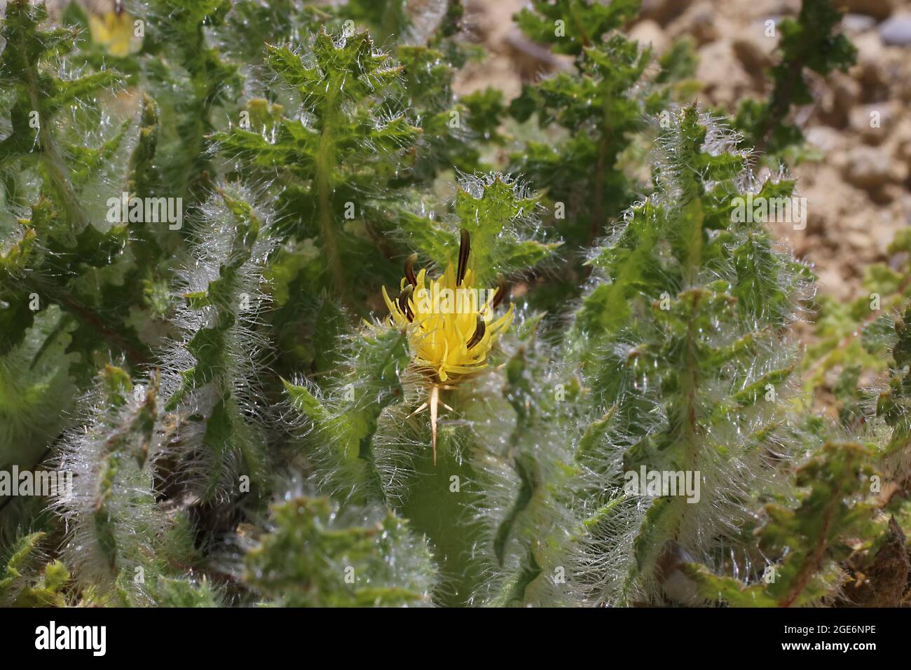 Centaurea benedicta, Cnicus benedictus, Compositae. Wild plant shot in ...