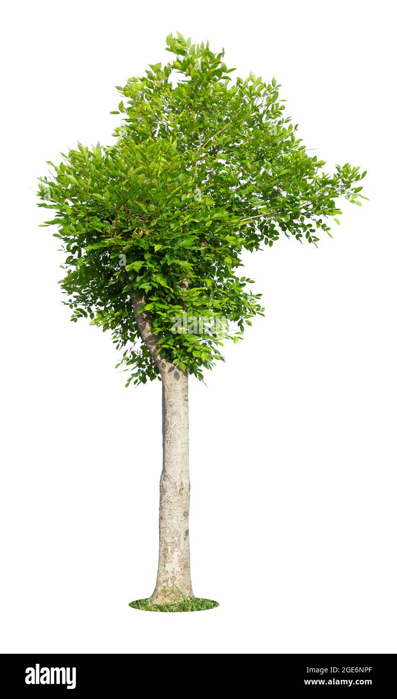 The freshness big green tree isolated on white background Stock Photo ...