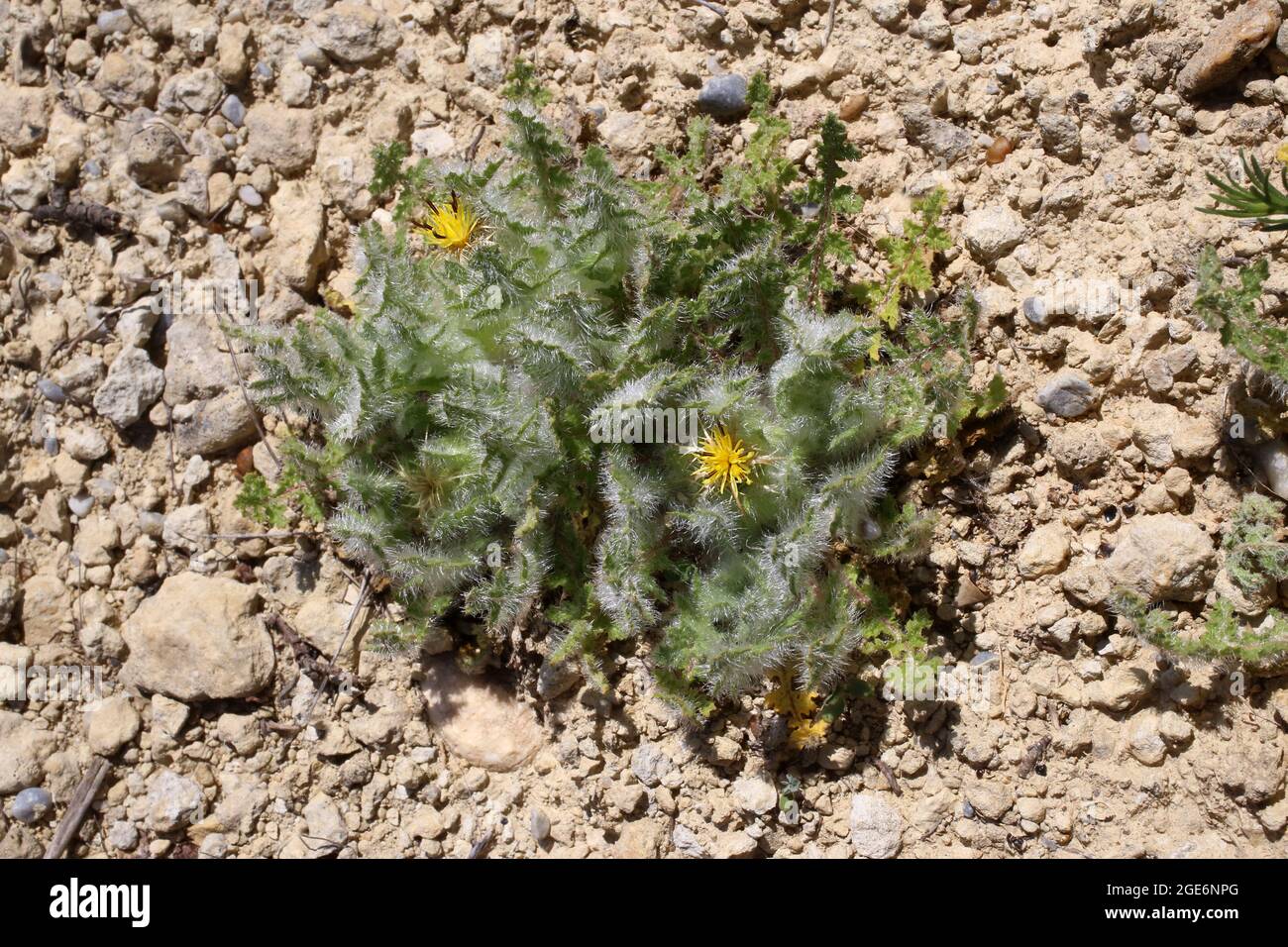 Centaurea benedicta plant hi-res stock photography and images - Alamy
