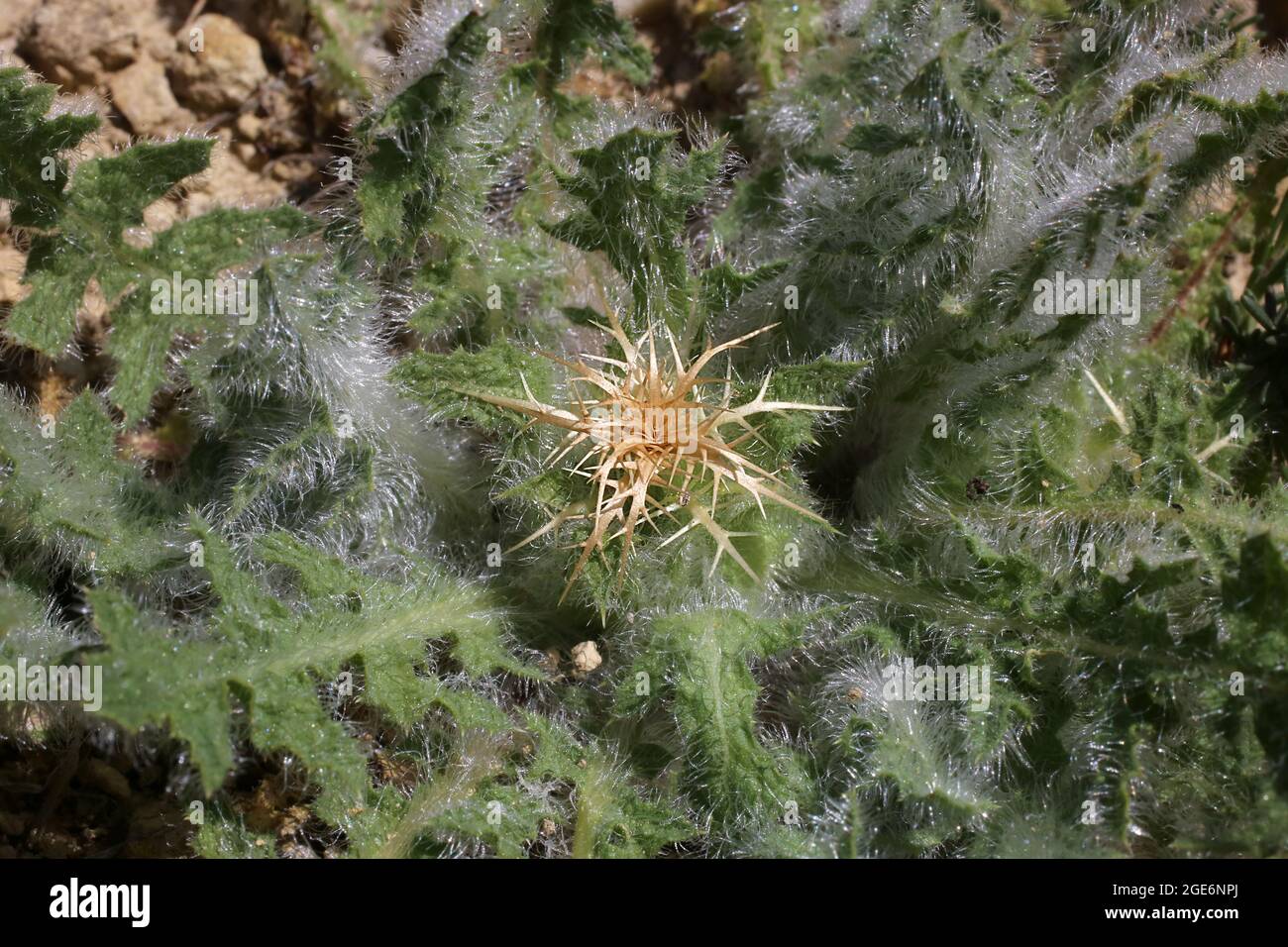 Centaurea benedicta plant hi-res stock photography and images - Alamy