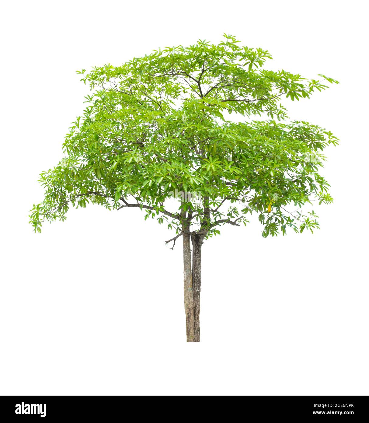 The freshness big green tree isolated on white background Stock Photo ...