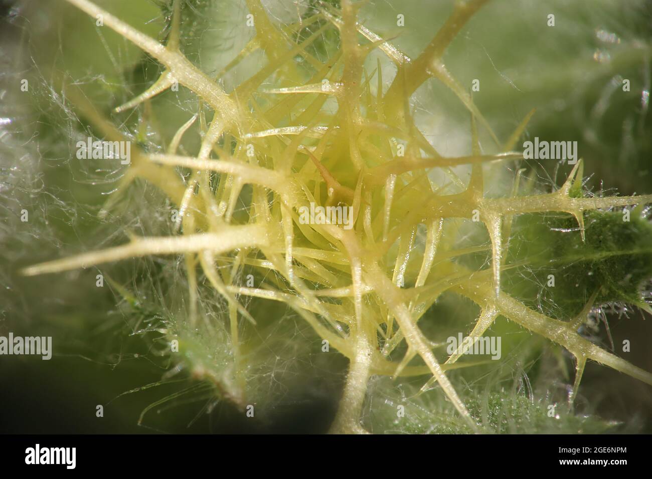 Centaurea benedicta plant hi-res stock photography and images - Alamy