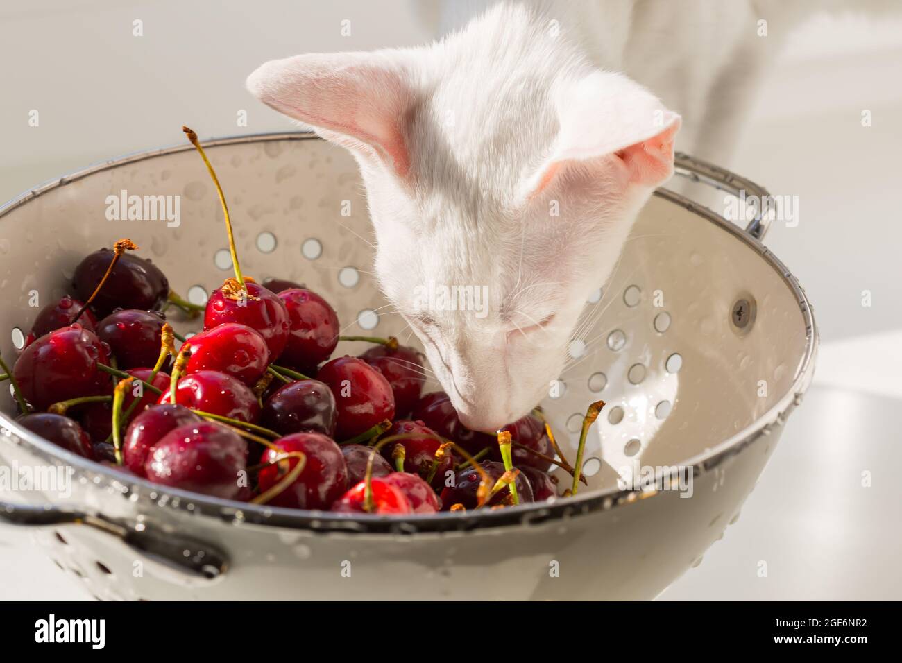 White cat eating red ripe sweet cherry in the white colander Stock ...