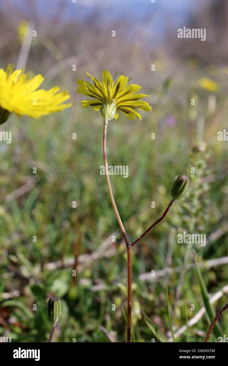 Crepis sancta hi-res stock photography and images - Alamy