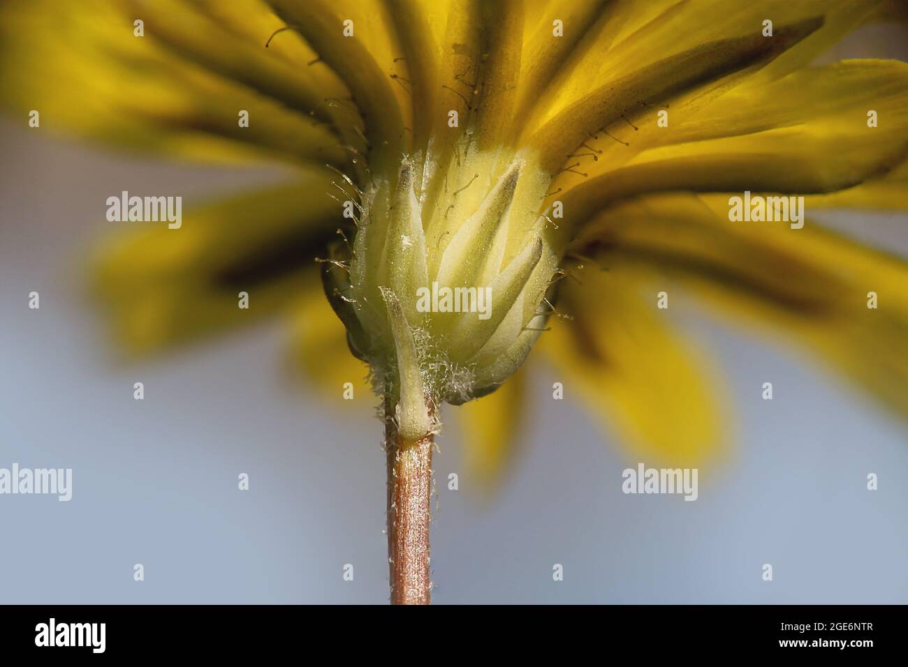 Crepis sancta hi-res stock photography and images - Alamy