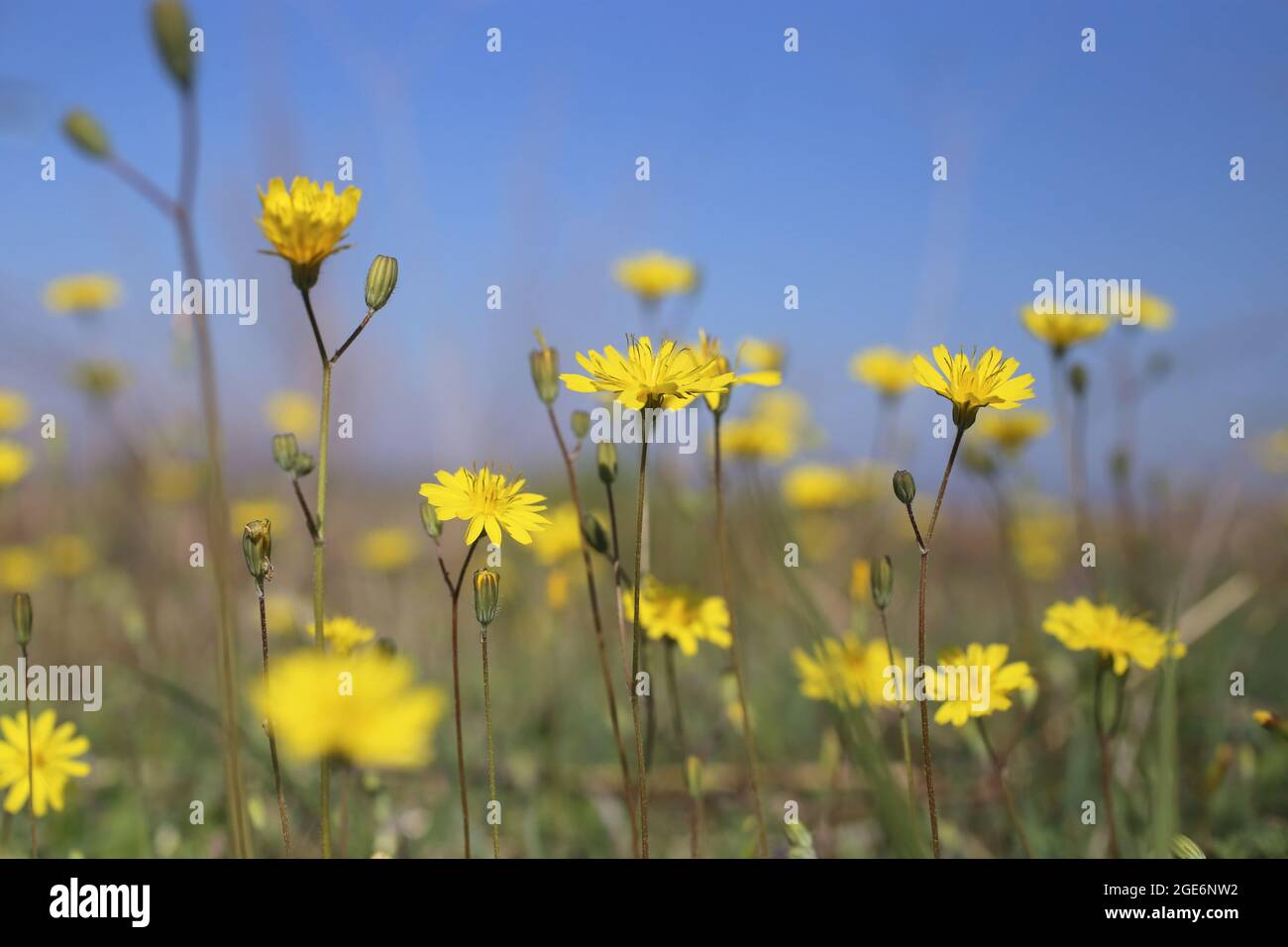 Crepis sancta hi-res stock photography and images - Alamy