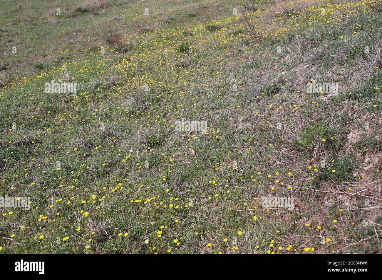 Crepis sancta hi-res stock photography and images - Alamy