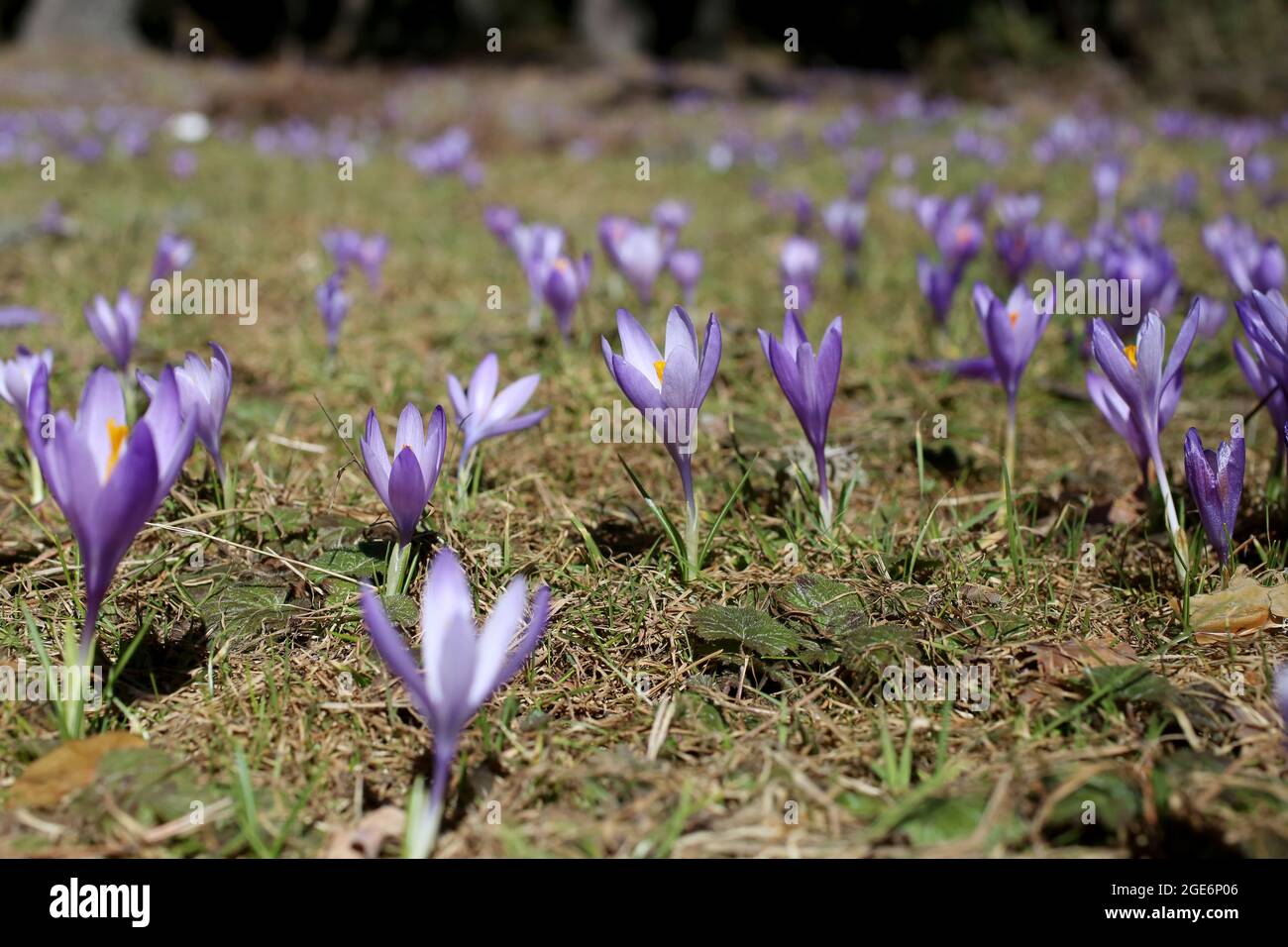 Crocus veluchensis, Iridaceae. Wild plant shot in spring Stock Photo ...