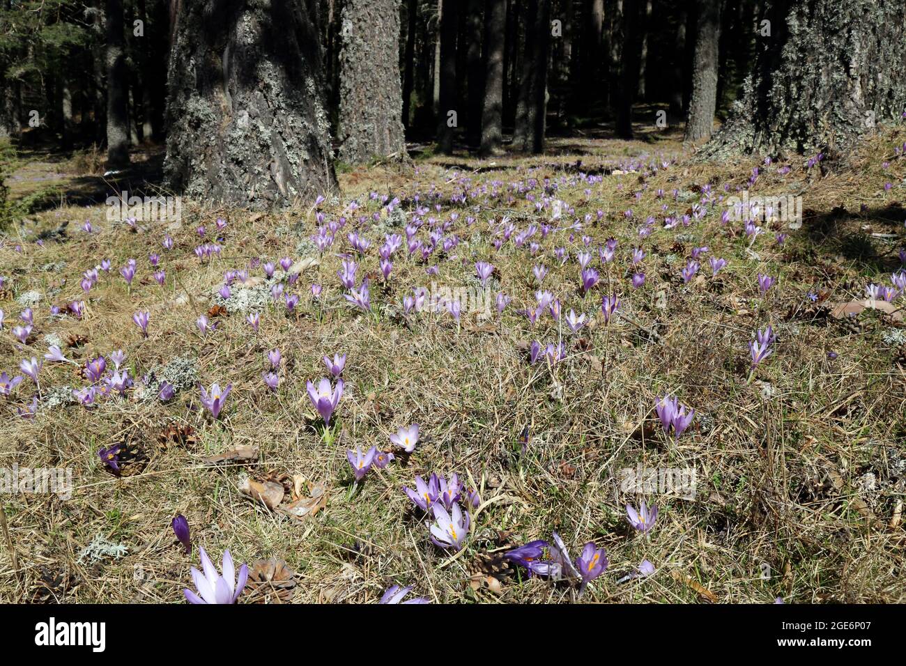 Crocus veluchensis, Iridaceae. Wild plant shot in spring Stock Photo ...