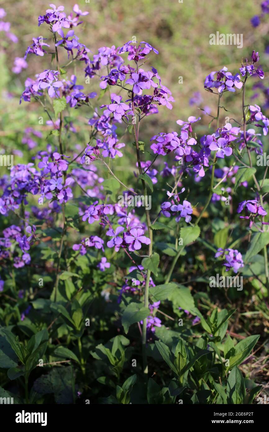 Lunaria annua, Brassicaceae. Wild plant shot in spring Stock Photo - Alamy