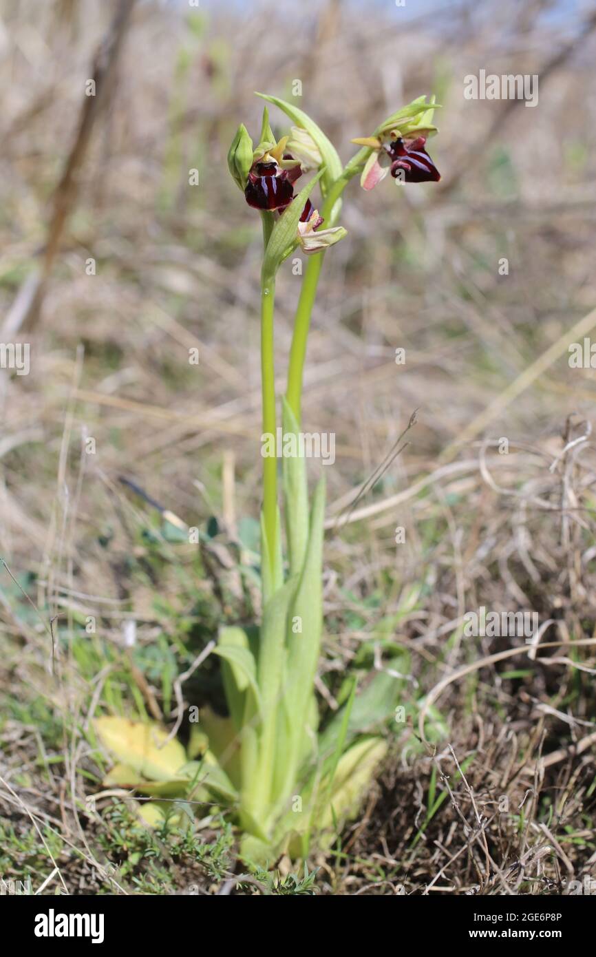 Ophrys mammosa, Orchidaceae. Wild plant shot in spring Stock Photo - Alamy