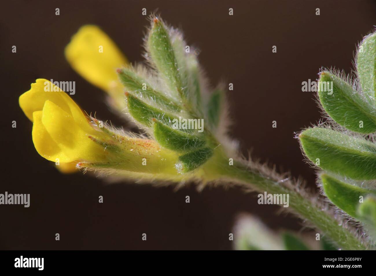 Ornithopus compressus, Fabaceae. Wild plant shot in spring Stock Photo ...