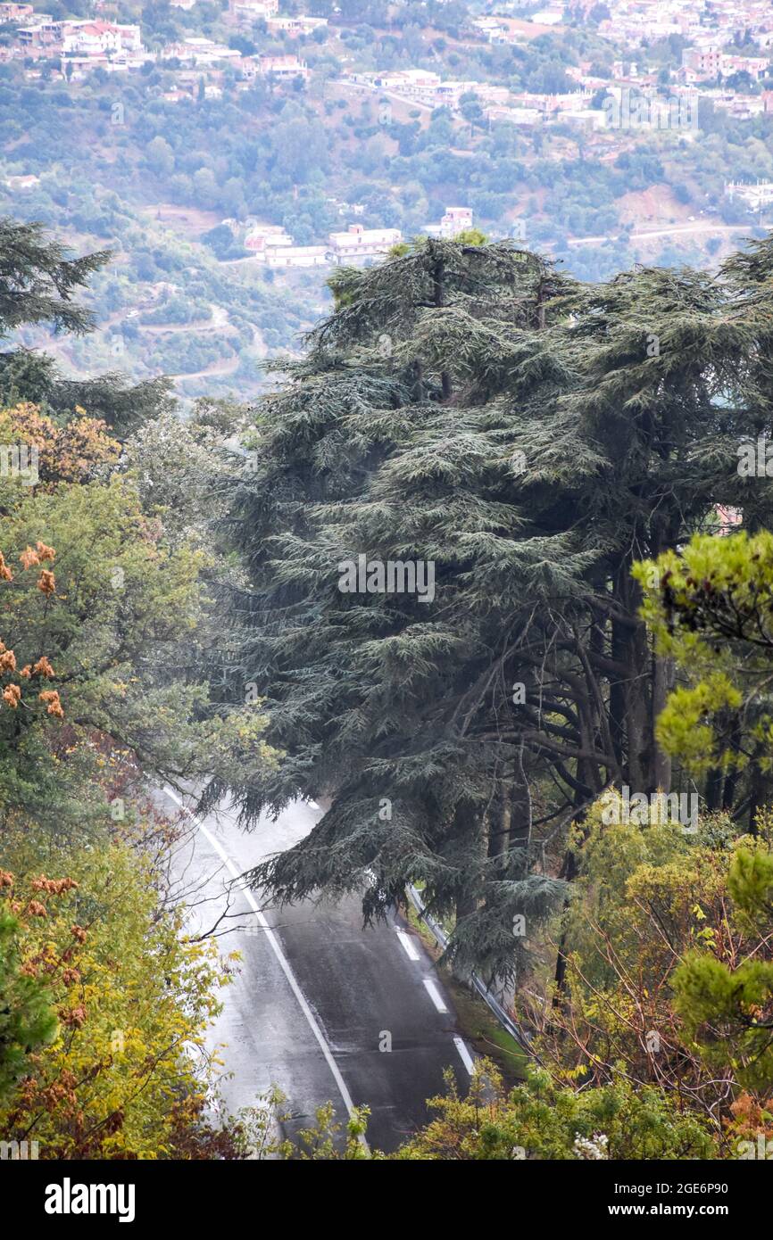 High angle view of rainy forest road in Chrea National Park, Blida ...