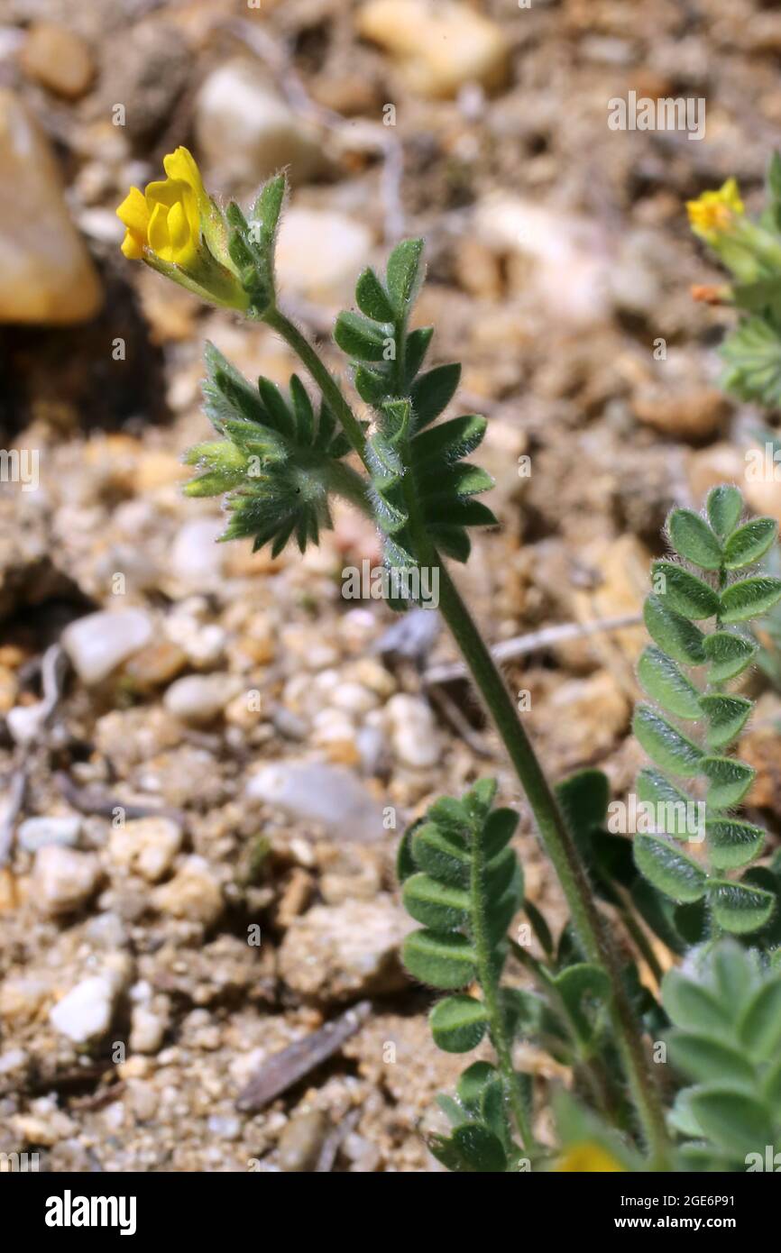 Ornithopus compressus, Fabaceae. Wild plant shot in spring Stock Photo ...