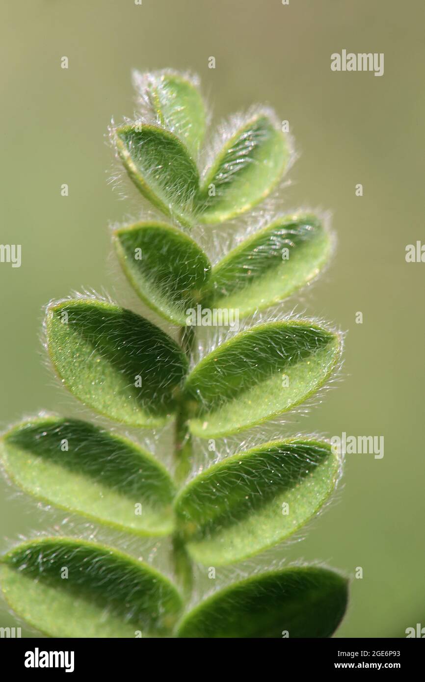 Ornithopus compressus, Fabaceae. Wild plant shot in spring Stock Photo ...