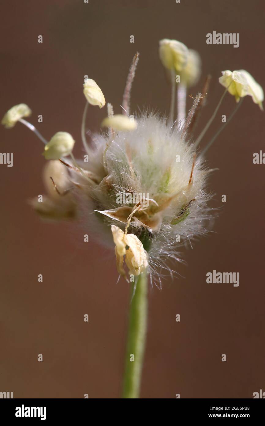 Plantago lagopus hi-res stock photography and images - Alamy