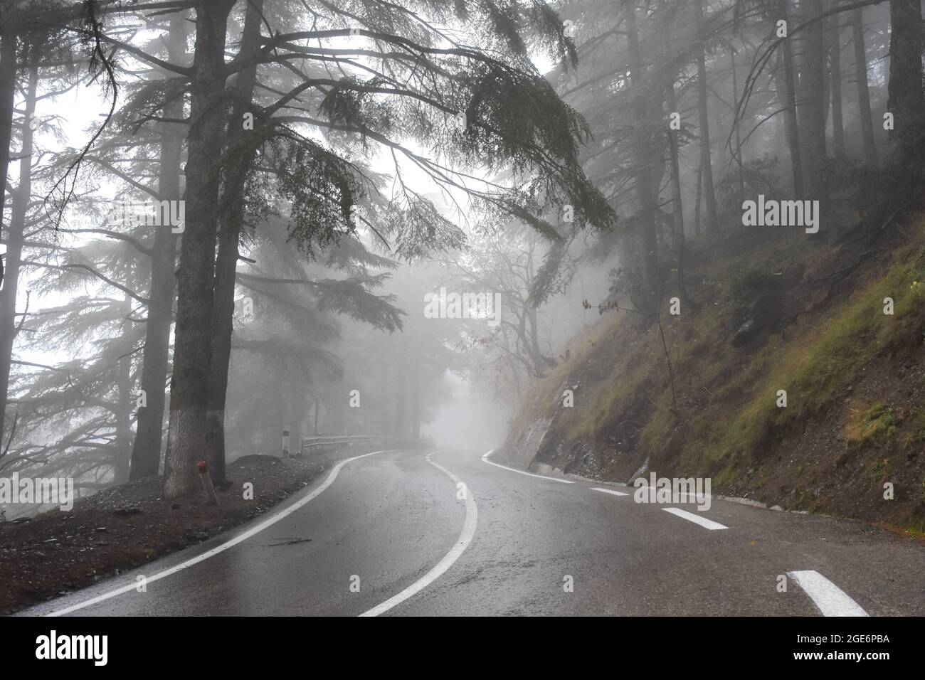 Rainy forest road in Chrea National Park, Blida, Algeria Stock Photo ...