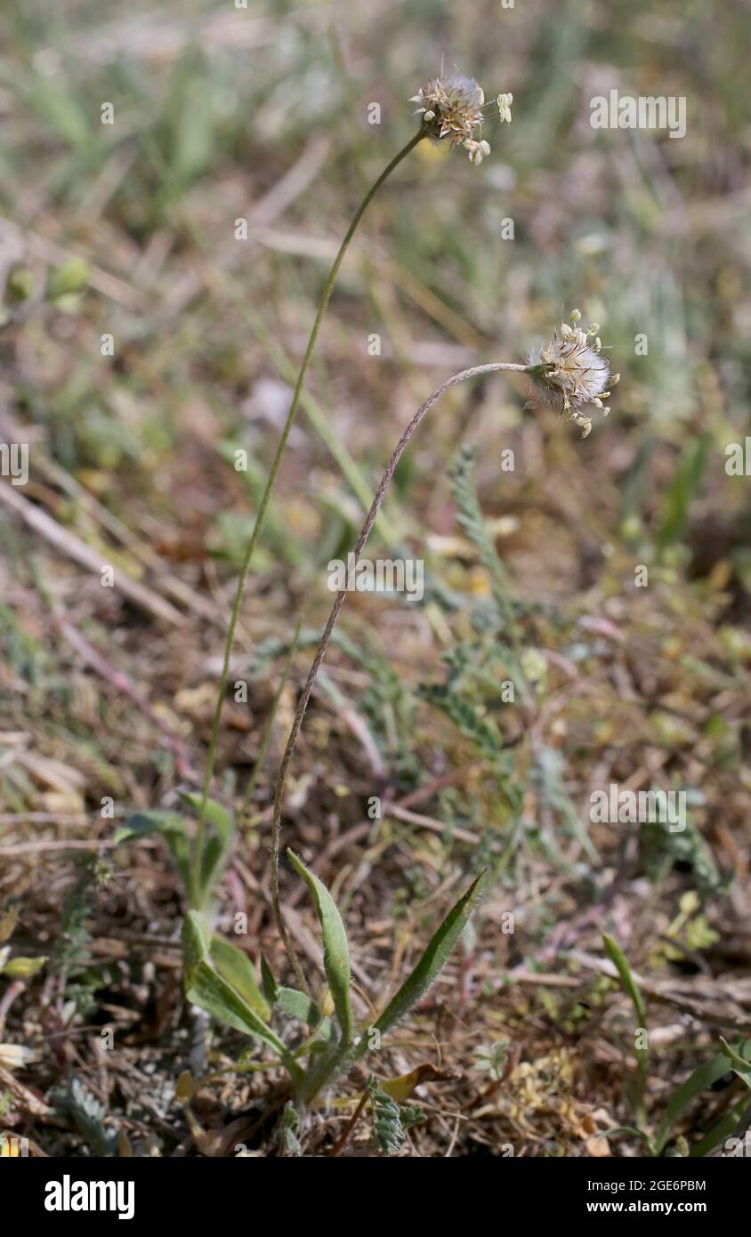 Plantago lagopus hi-res stock photography and images - Alamy