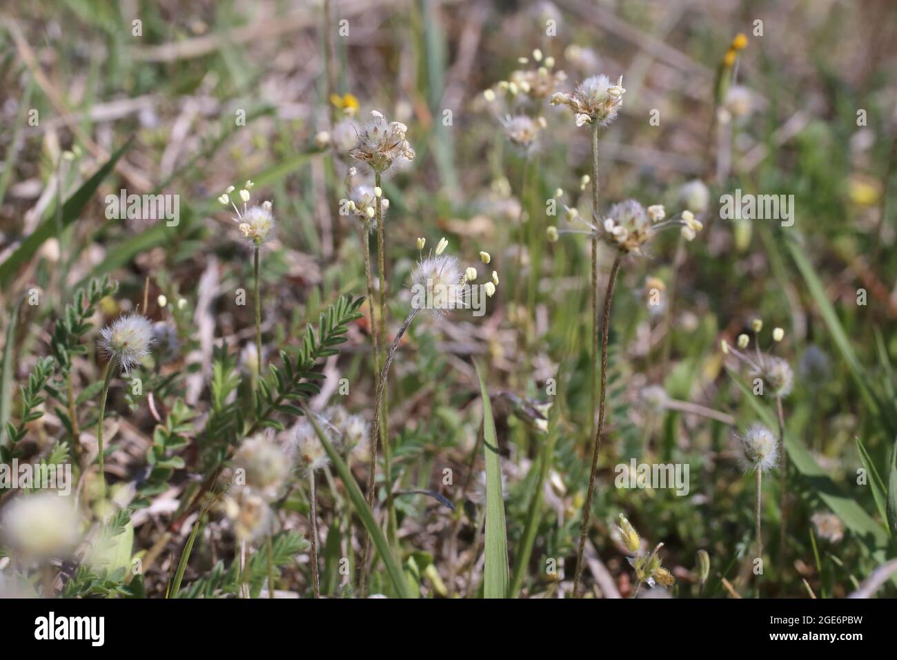 Plantago lagopus, Plantaginaceae. Wild plant shot in spring Stock Photo ...