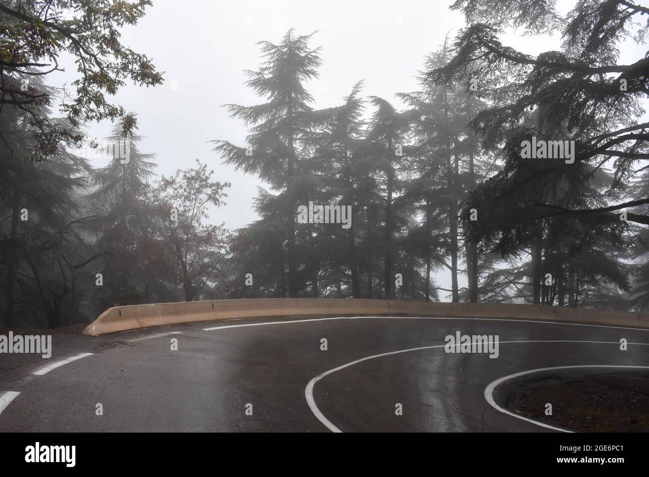 Rainy forest road in Chrea National Park, misty woods, Blida, Algeria ...