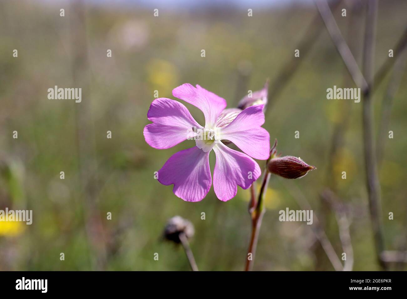 Silene subconica, Caryophyllaceae. Wild plant shot in spring Stock ...