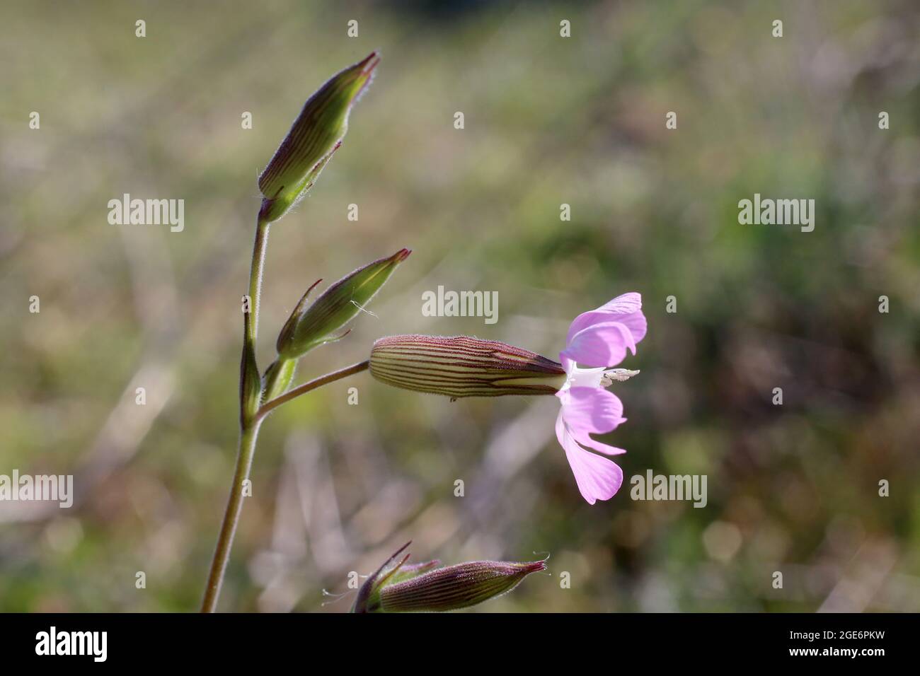 Subconica High Resolution Stock Photography and Images - Alamy