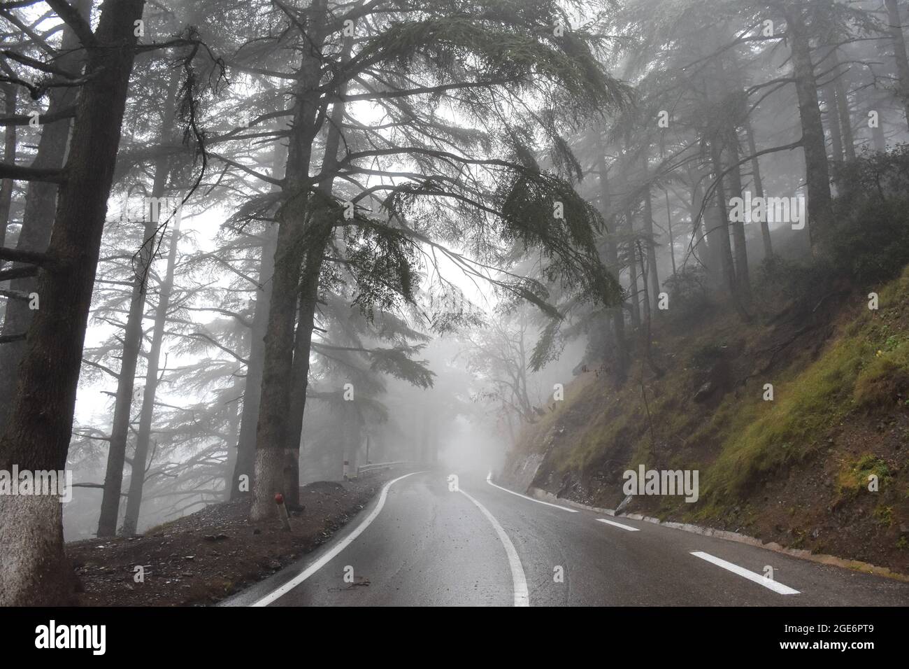 Rainy forest road in Chrea National Park, Blida, Algeria Stock Photo ...