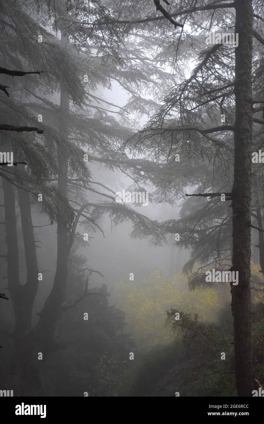 Foggy forest in Chrea National Park, Blida, Algeria Stock Photo - Alamy