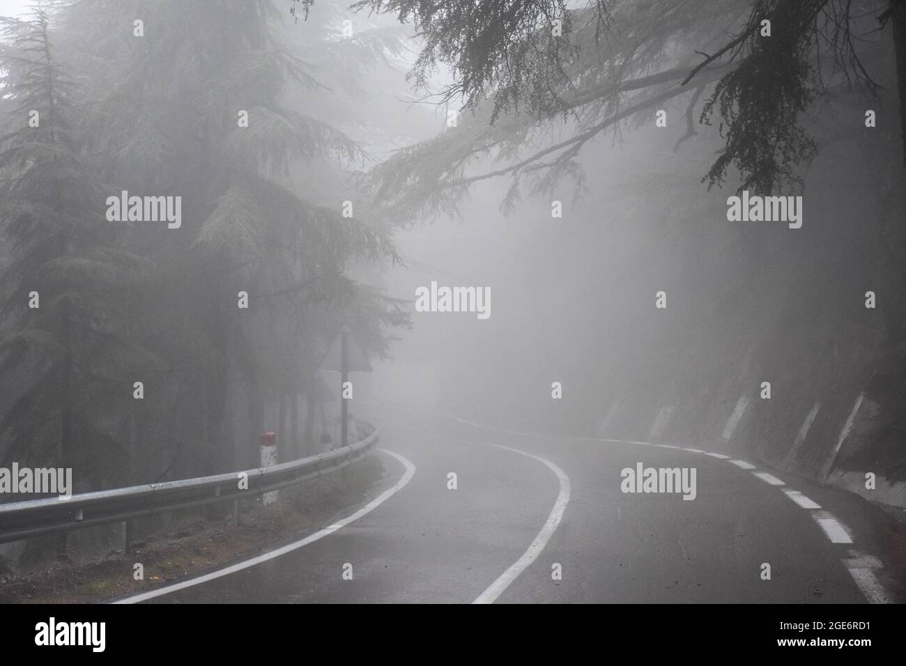 Rainy forest road in Chrea National Park, Blida, Algeria Stock Photo ...
