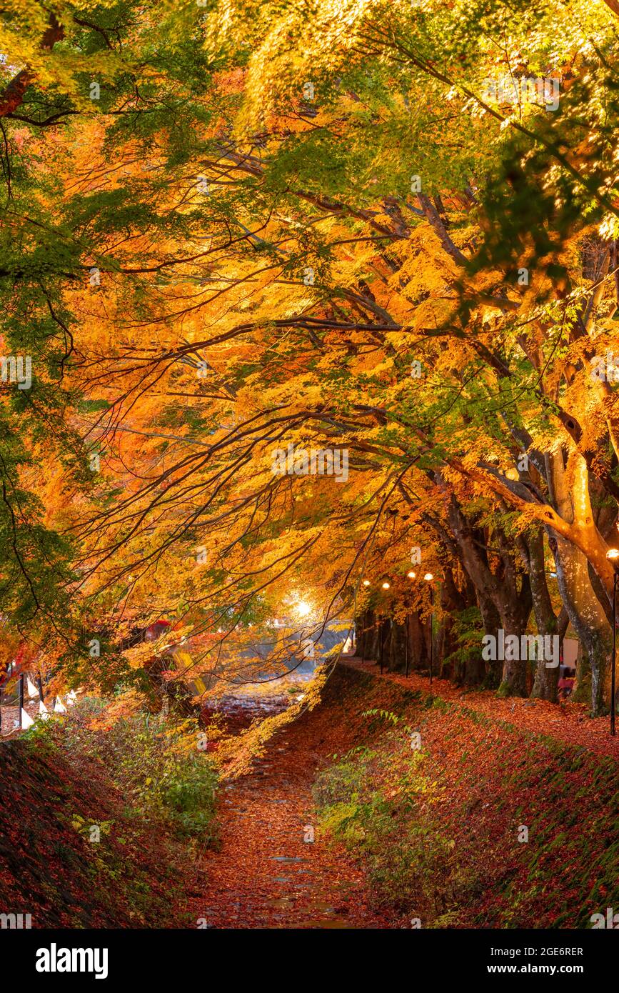 Maple Corridor near Kawaguchi Lake and Mt. Fuji, Japan during autumn ...