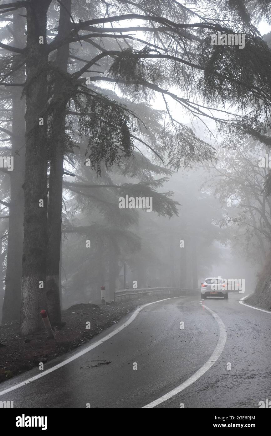 Two cars on a rainy forest road in Chrea National Park, Blida, Algeria ...