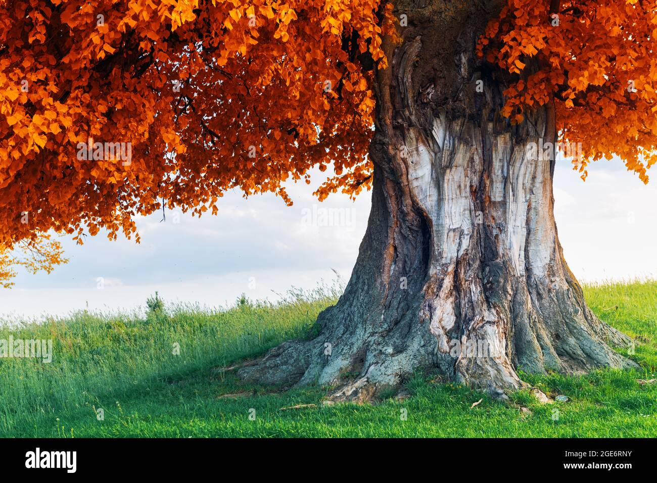 Old linden tree on autumn meadow. Large tree crown with lush orange ...