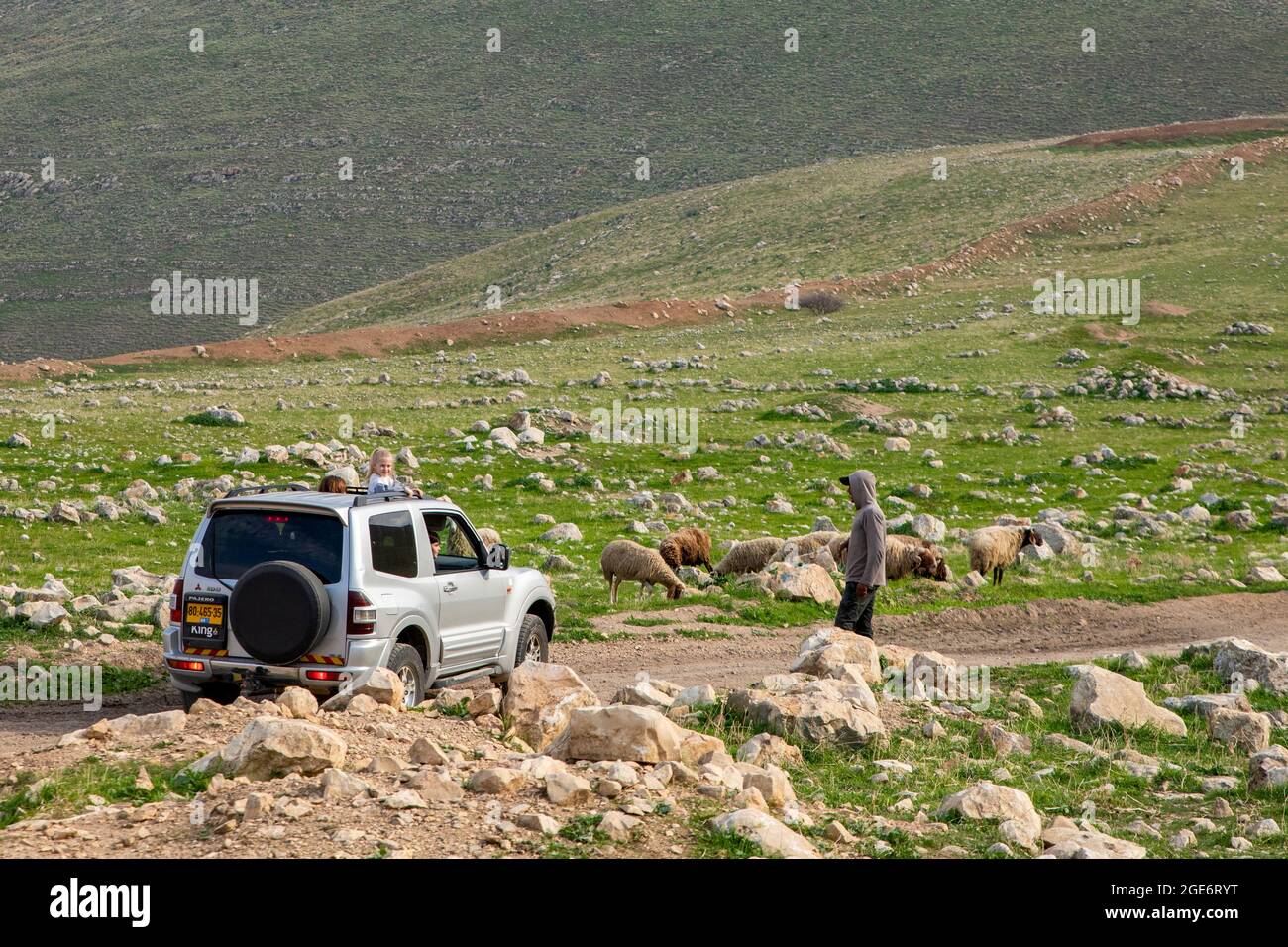A Palestinian shepherd with his herd of sheep in the Jordan River ...