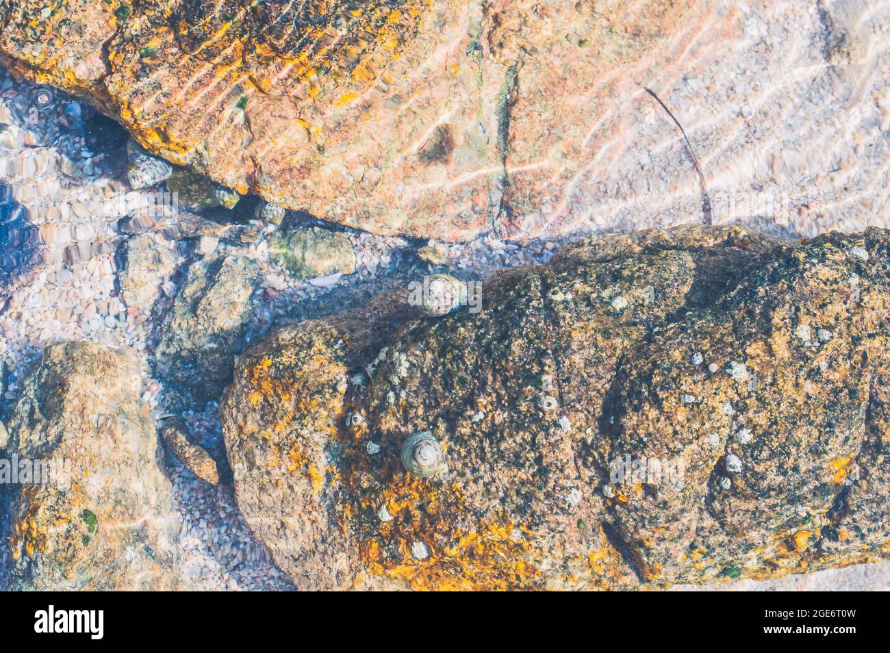 seabed background with stones, sand and shells Stock Photo - Alamy