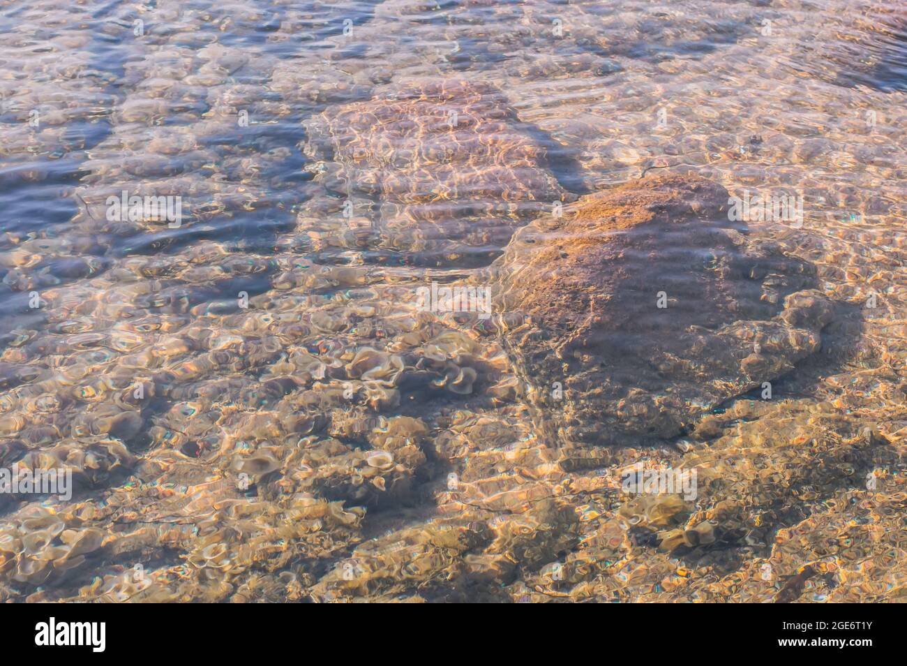 Underwater shells ocean sand hi-res stock photography and images - Alamy
