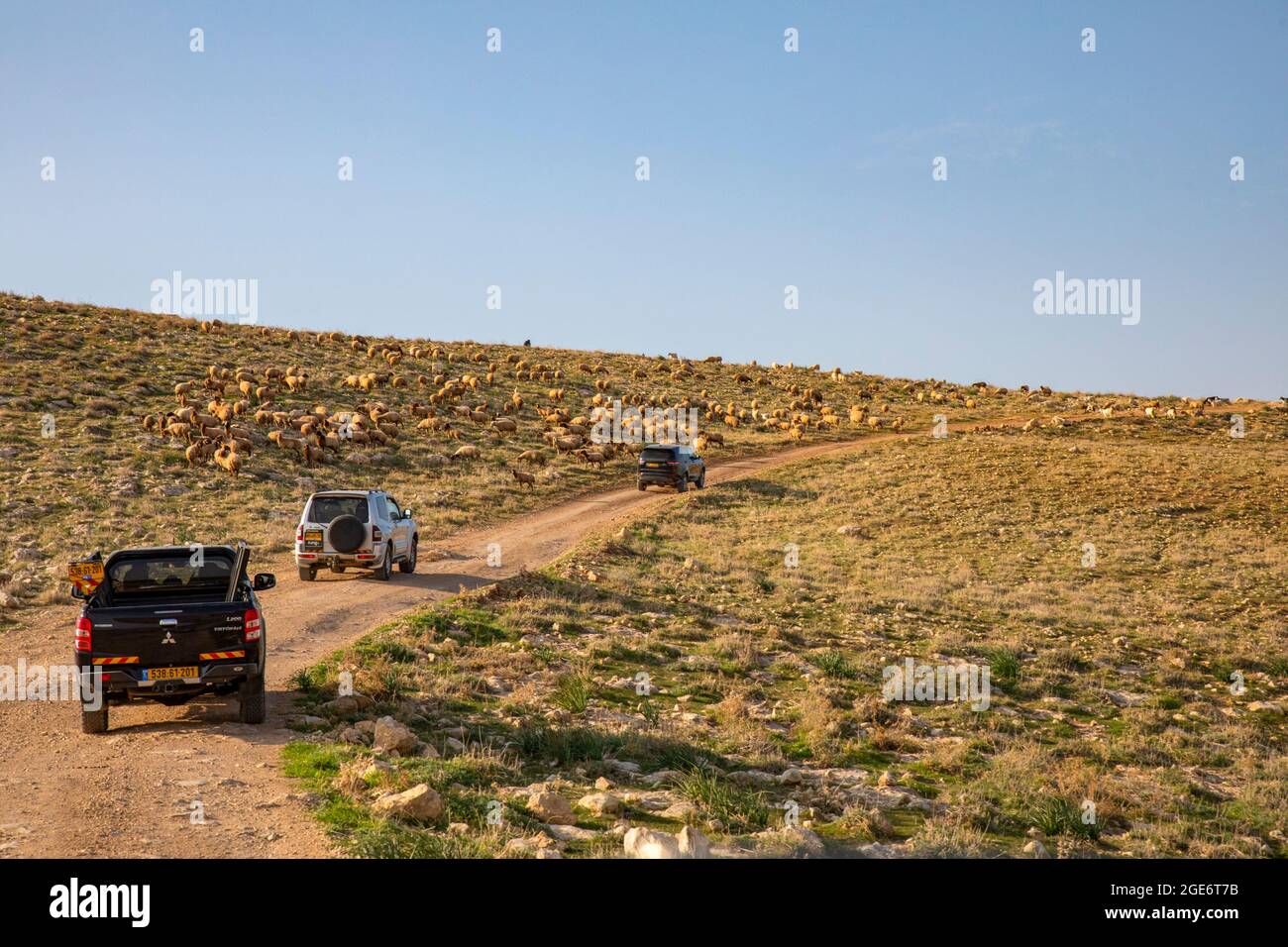 A Palestinian shepherd with his herd of sheep in the Jordan River ...