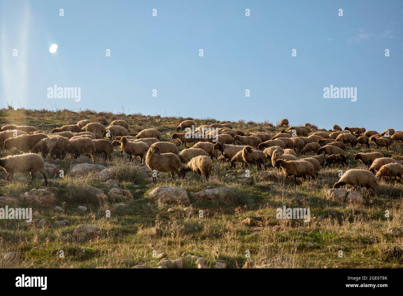 A Palestinian shepherd with his herd of sheep in the Jordan River ...