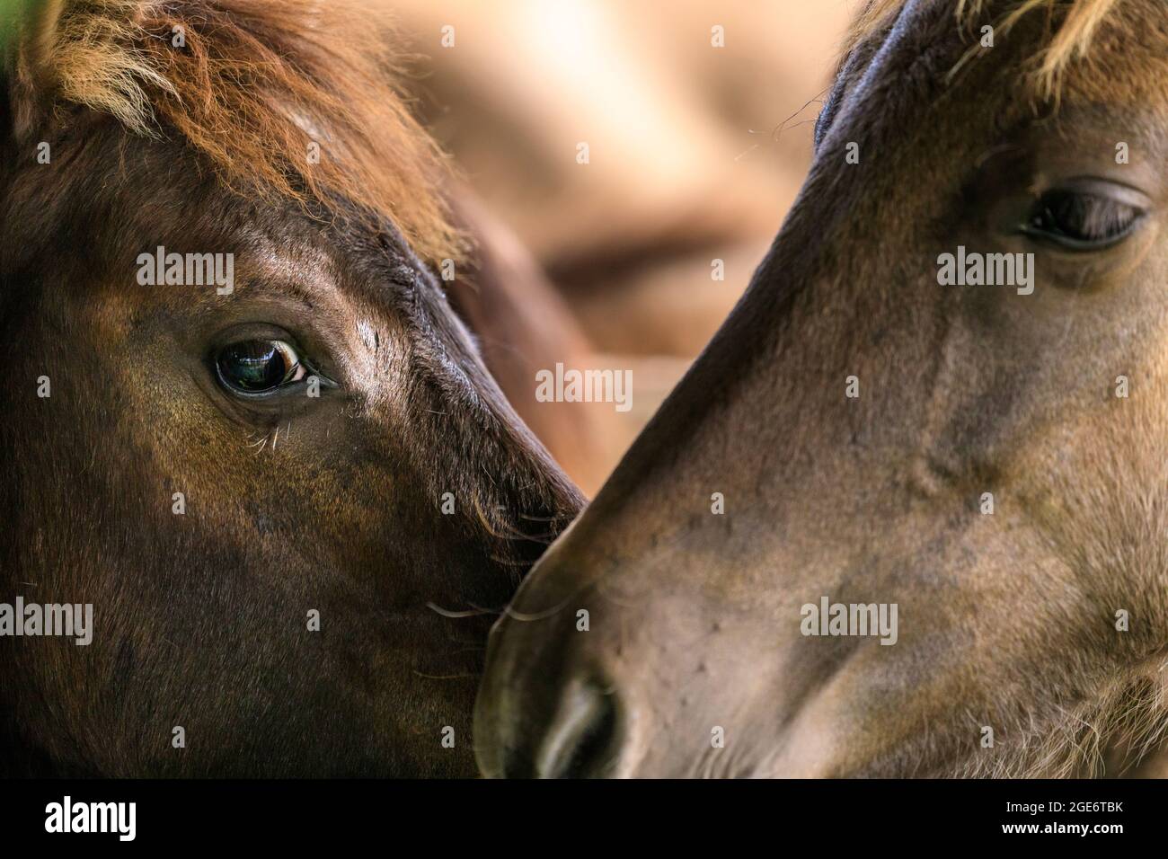 Close up, pair bonding behaviour in two horses Stock Photo - Alamy