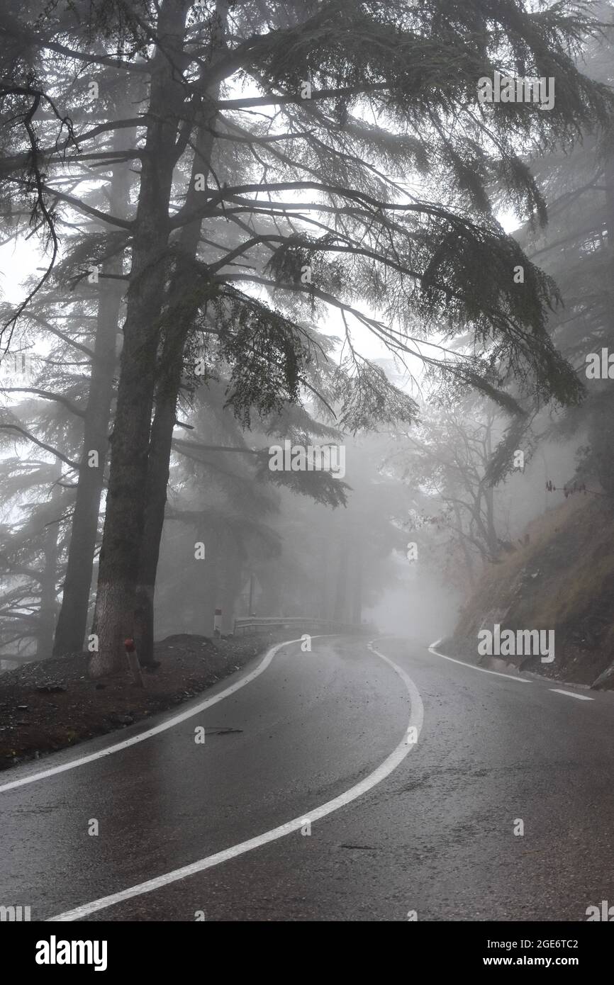 Rainy forest road in Chrea National Park, Blida, Algeria Stock Photo ...