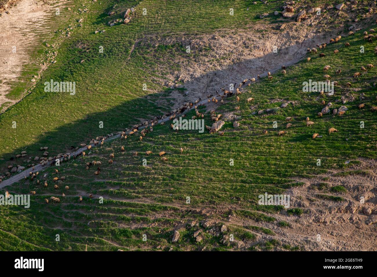 A Palestinian shepherd with his herd of sheep in the Jordan River ...