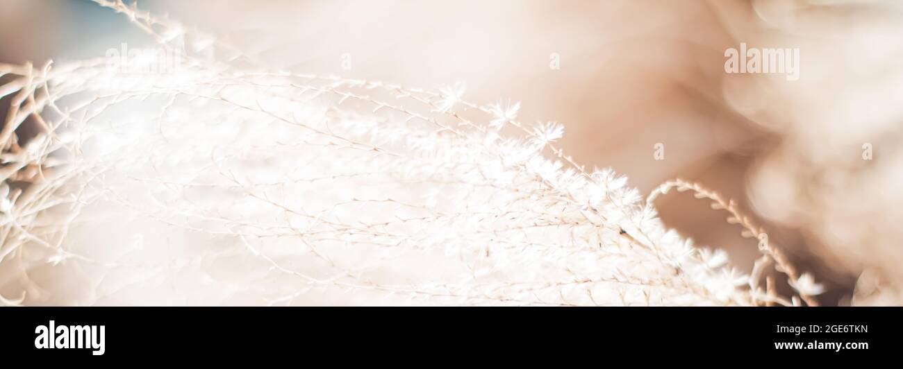 Nature background in early spring or autumn, cold weather in botanical ...