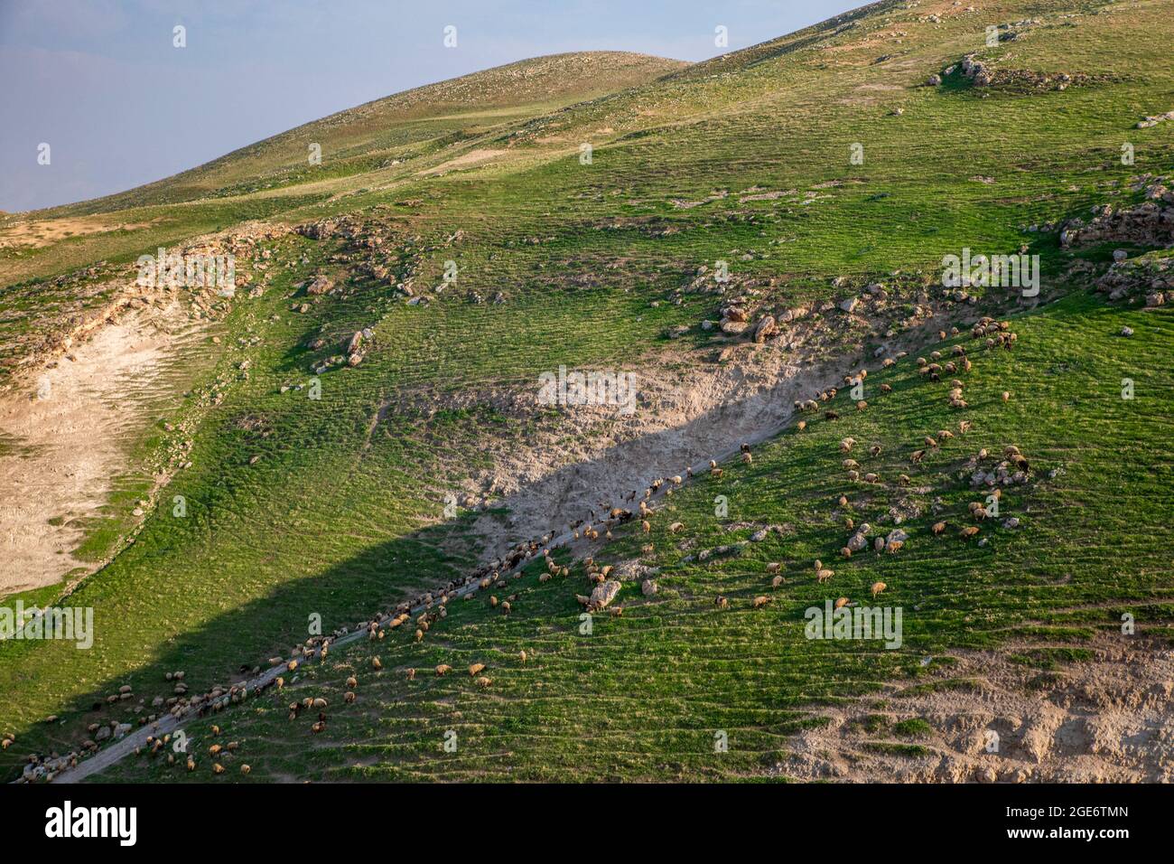 A Palestinian shepherd with his herd of sheep in the Jordan River ...
