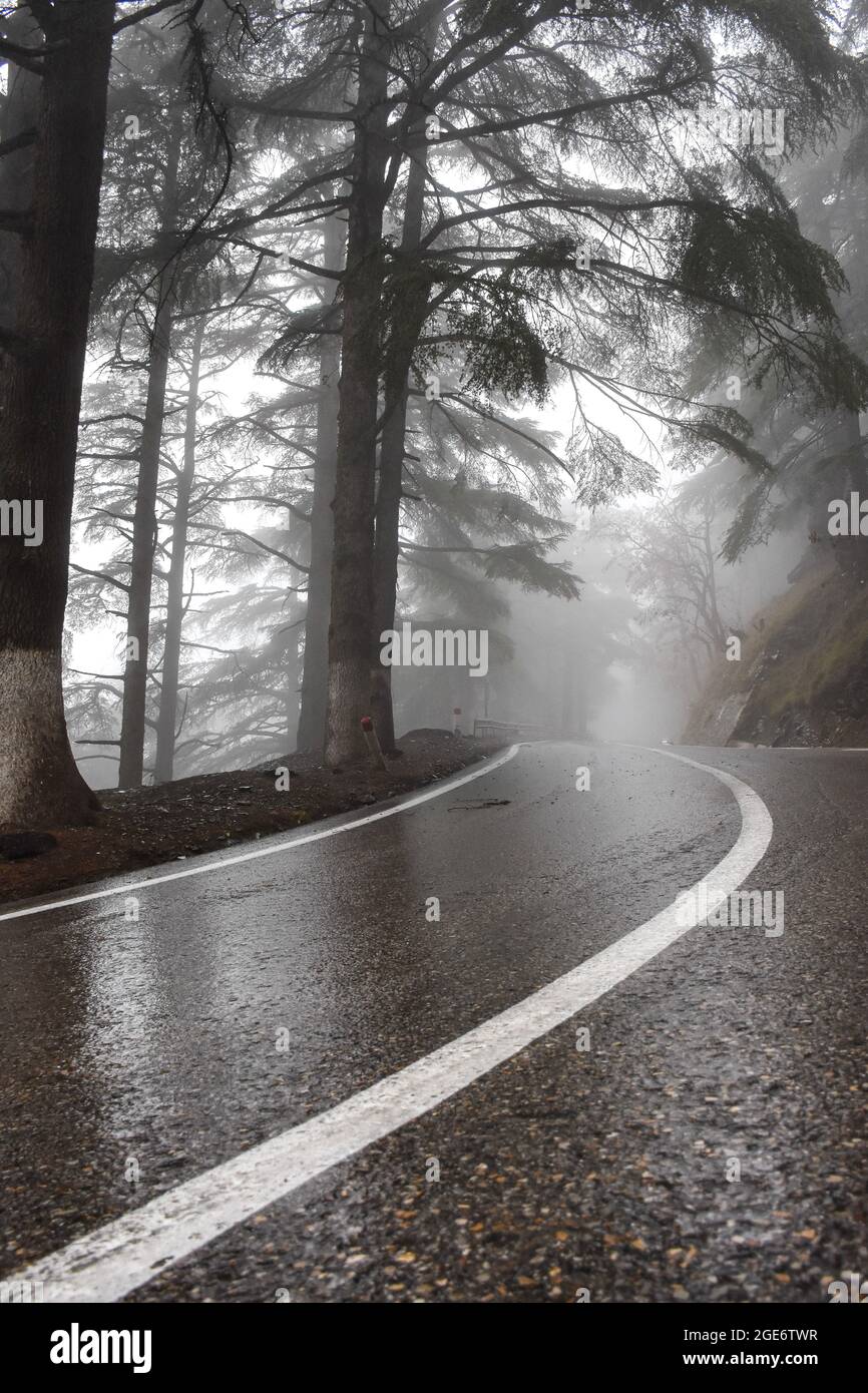 Rainy forest road in Chrea National Park, Blida, Algeria Stock Photo ...