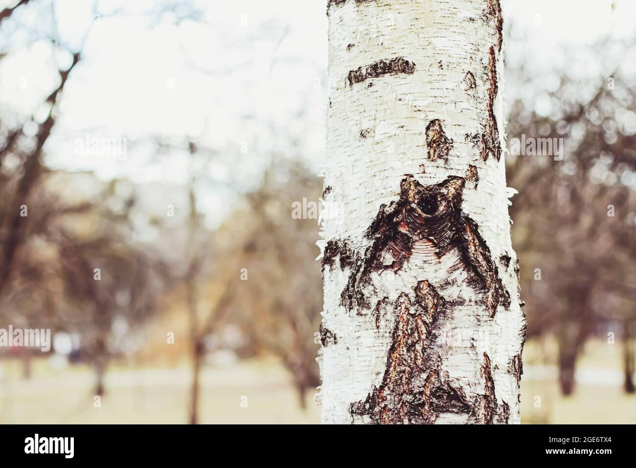 Natural wood, birch tree texture as wooden background, environment and ...