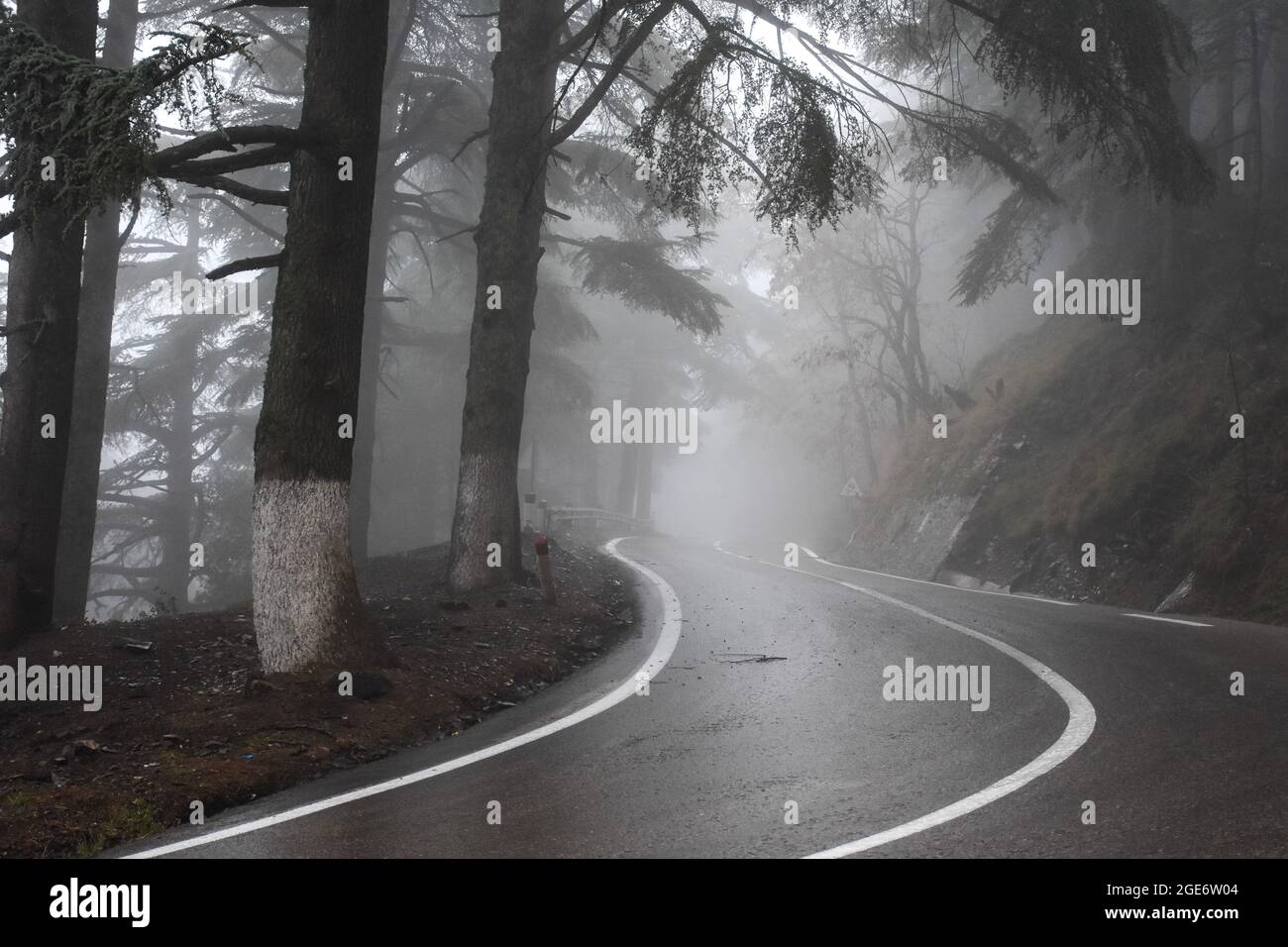 Rainy forest road in Chrea National Park, Blida, Algeria Stock Photo ...