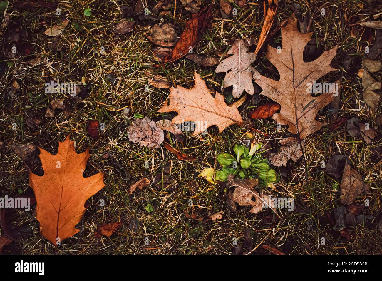 Dry leaves on the ground in autumn, cold weather and fall season Stock ...