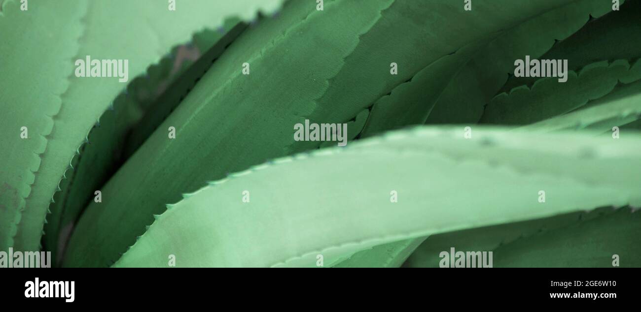 Fresh green aloe vera leaves texture as Abstract natural background ...